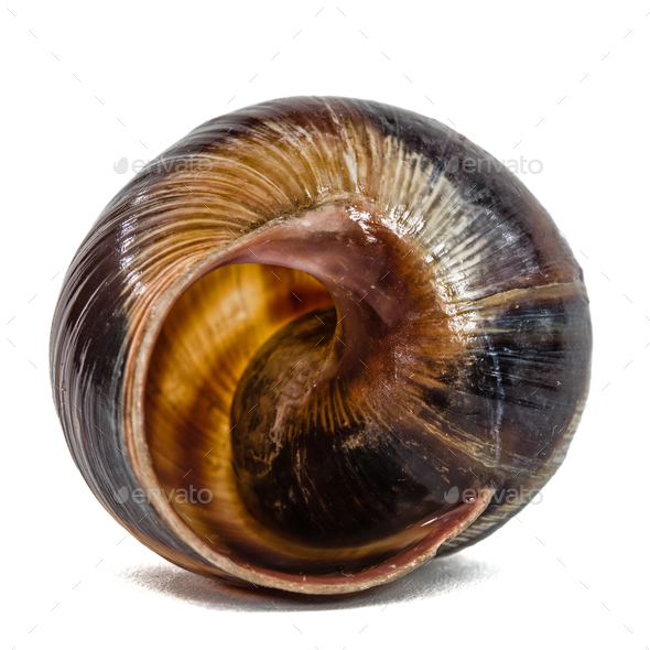 Spiral shell of snail, isolated on white background Stock Photo by ...