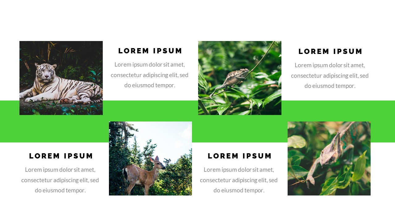 Animais - Animal Rescue and Crowdfunding Powerpoint Template ...