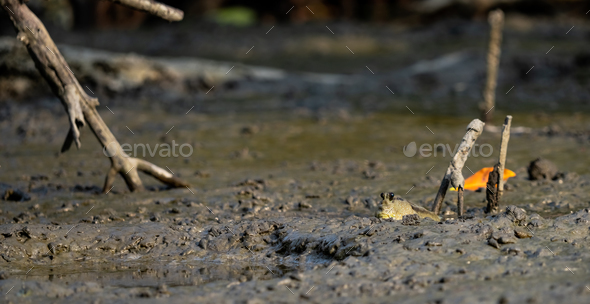 Mudskipper on mud in a serene mangrove swamp. Biodiverse ecosystem ...