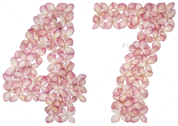 Arabic numeral 47, forty seven, from flowers of hydrangea, isolated on ...