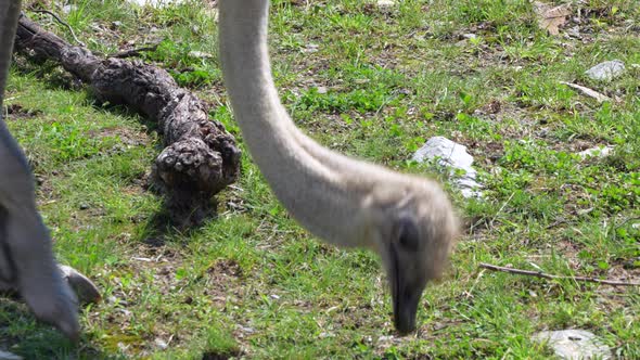 Close up shot of wild ostrich pecking, Stock Footage | VideoHive