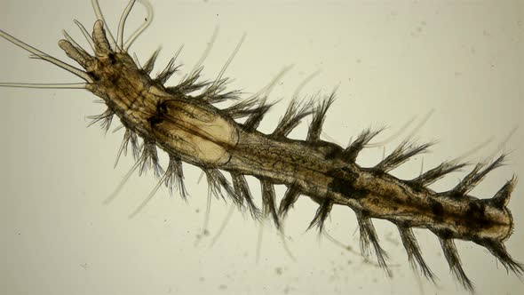 Worm Polychaeta Under a Microscope, This Is the Annelida Class, Live in ...