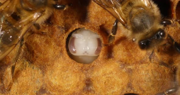 |European Honey Bee, apis mellifera, nymph who is not capped / we see ...