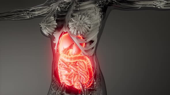Human Digestive System Parts and Functions, Motion Graphics | VideoHive