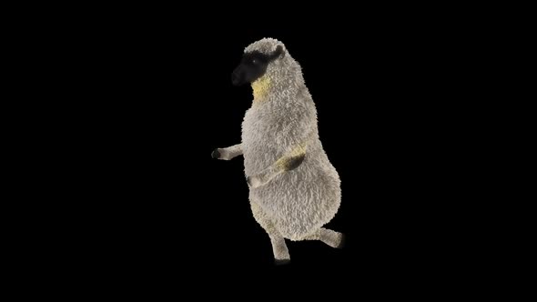 16 Sheep Dancing HD, Motion Graphics | VideoHive