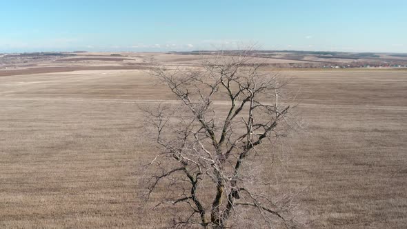 Single Tree in the Field, Aerial View, Stock Footage | VideoHive