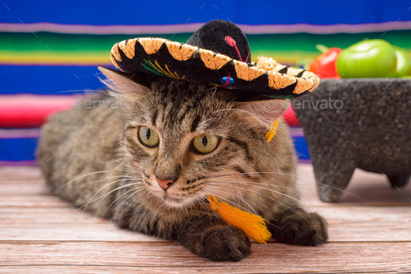 Pet with mexican mariachi hat. Cat celebrating the Day of the ...