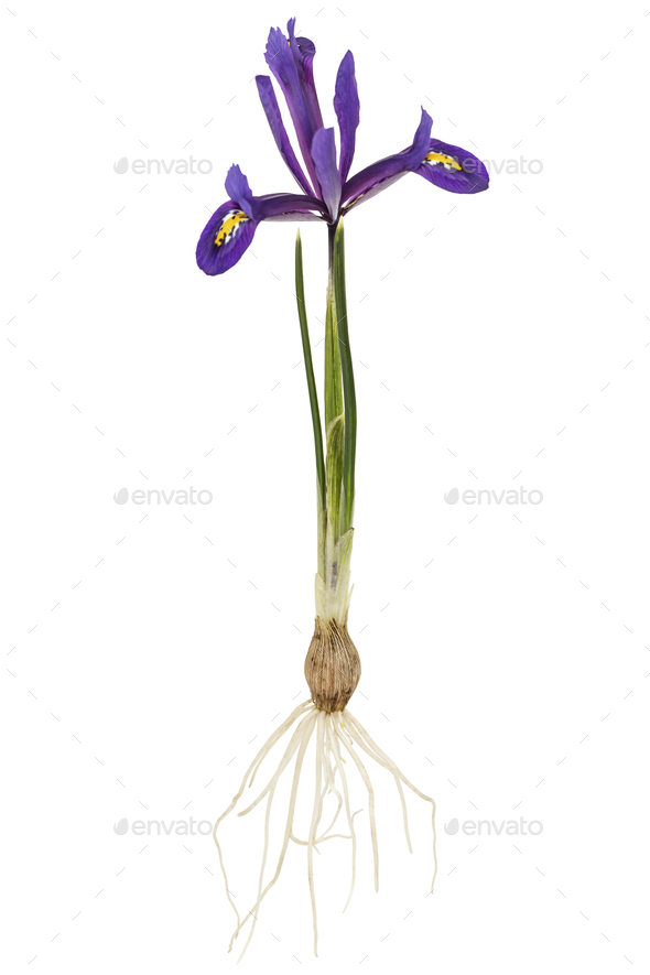 Violet flower of iris, lat. iris reticulata, with bulb and roots ...