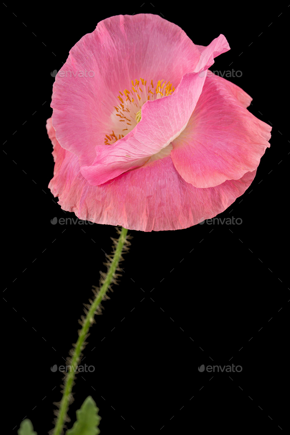 Flower of rose poppy, lat. Papaver, isolated on black background Stock ...