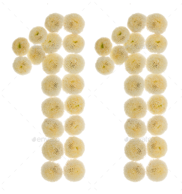 Arabic numeral 11, eleven, from cream flowers of chrysanthemum ...