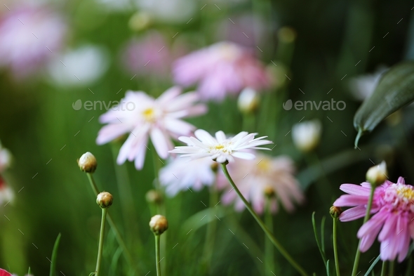 Lovely flower field close-up background Stock Photo by wandeaw | PhotoDune