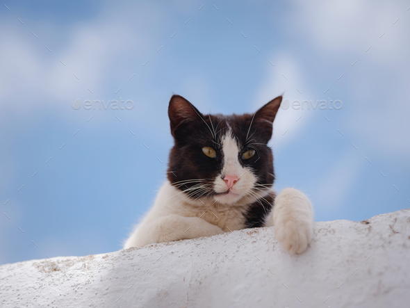 cute cats of the island of Rhodes Stock Photo by seleznev_photos ...