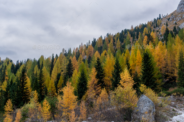Autumn landscape in the forest with larche trees trees. Dolomite ...