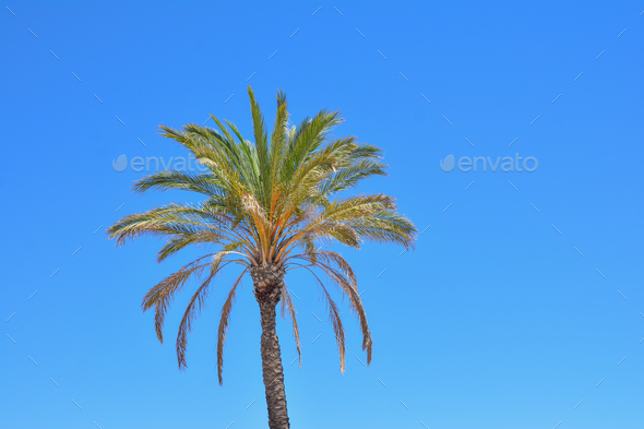 One palm tree Stock Photo by o1559kip | PhotoDune