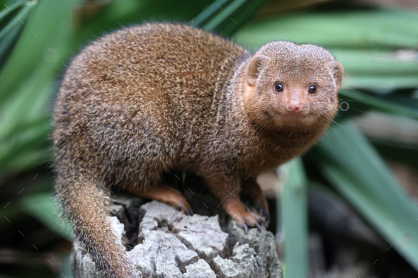 Helogale parvula. Common dwarf mongoose on rock Stock Photo by Edwin-Butter