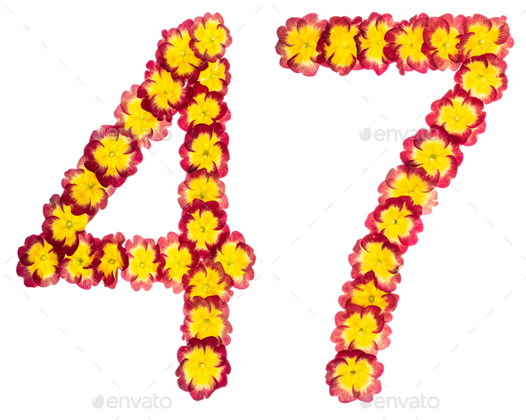 Numeral 47, forty seven, from natural flowers of primula, isolated on ...