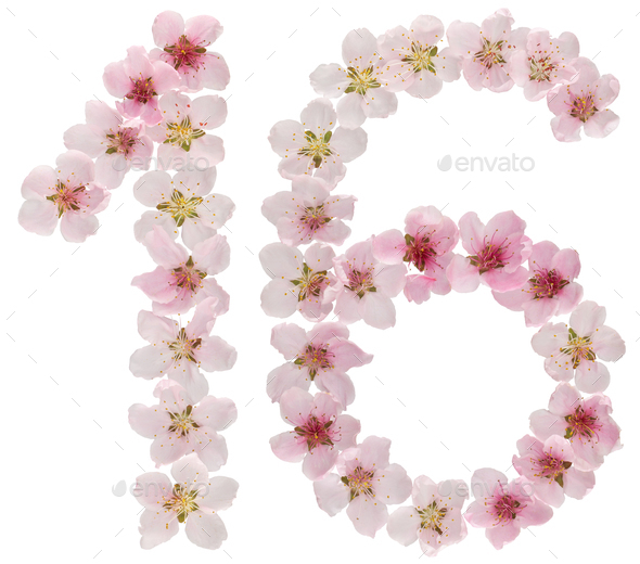 Numeral 16, sixteen, from natural pink flowers of peach tree, isolated ...