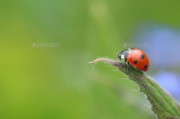 nature, green, beetle, ladybug, macro, insect, red, summer, bug, garden ...