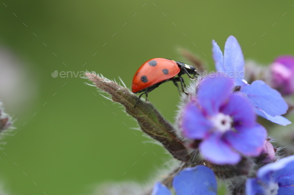 nature, green, beetle, ladybug, macro, insect, red, summer, bug, garden ...