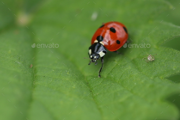 nature, green, beetle, ladybug, macro, insect, red, summer, bug, garden ...