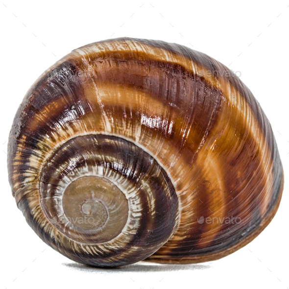 Spiral shell of snail, isolated on white background Stock Photo by ...