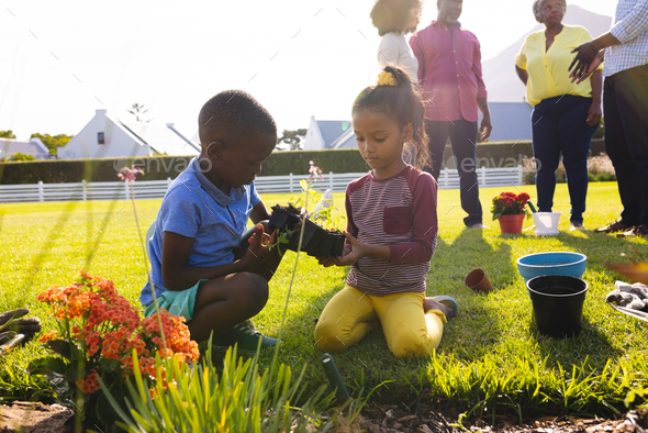 Biracial siblings planting saplings on grassy field in yard and ...