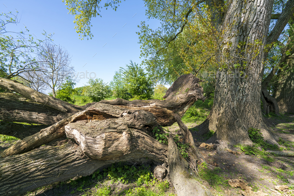 Resilient Beauty: Fallen Old Tree in the Countryside Stock Photo by ...