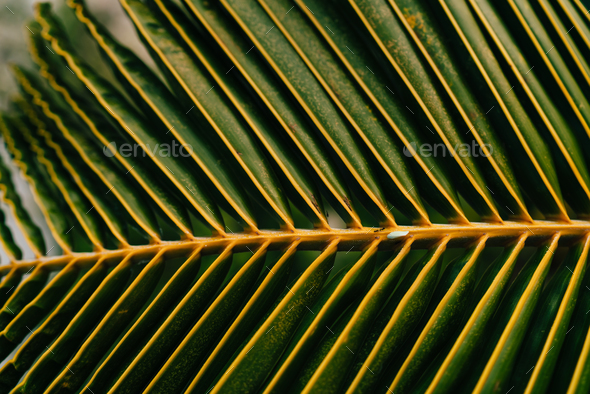 Close up view of green coconut leaf as textured pattern for your ...