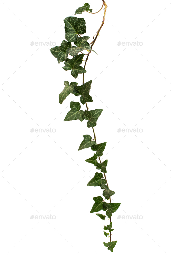 Ivy branch with green foliage, isolated on white background Stock Photo ...