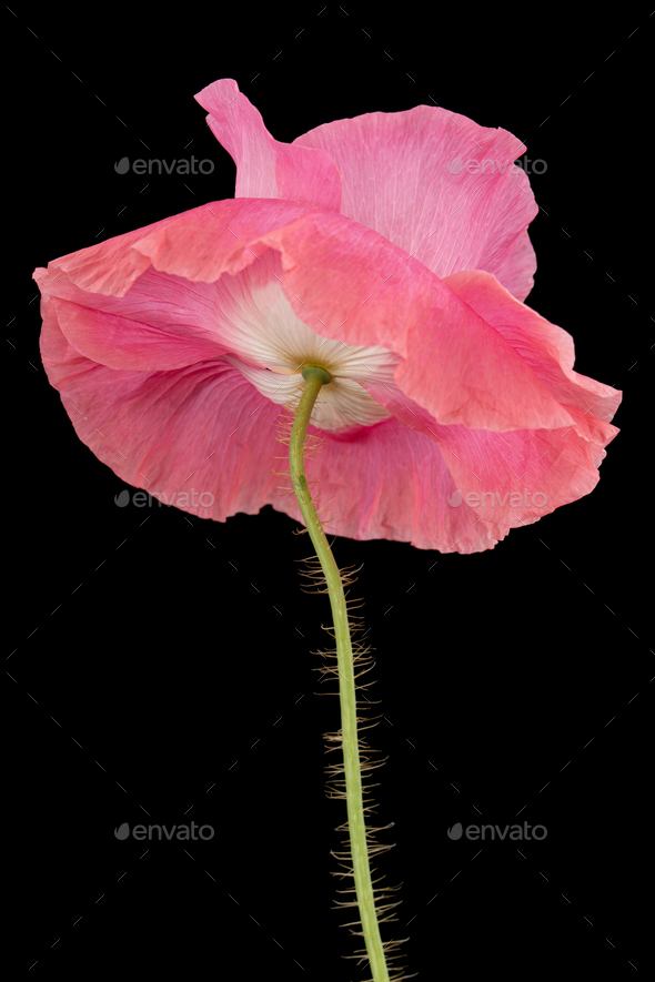 Flower of rose poppy, lat. Papaver, isolated on black background Stock ...