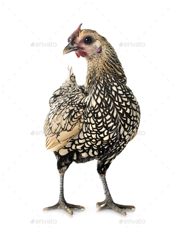 Sebright chicken in studio Stock Photo by cynoclub | PhotoDune