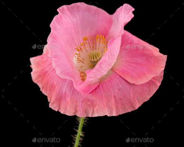 Flower of rose poppy, lat. Papaver, isolated on black background Stock ...