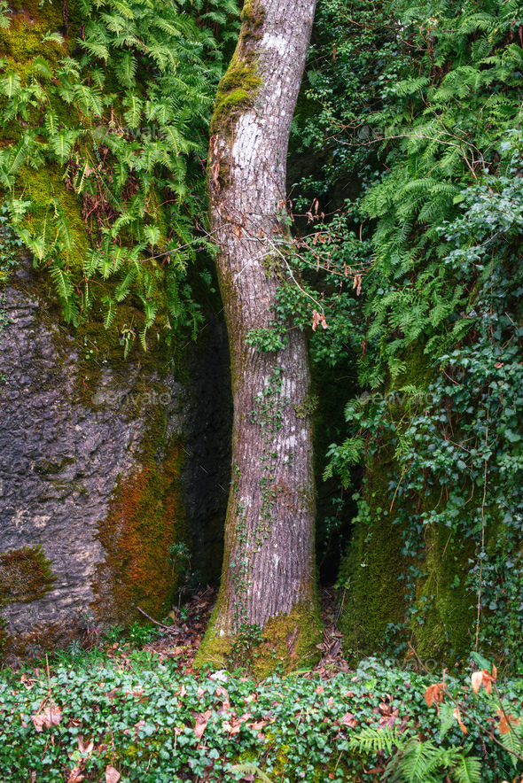 A chestnut tree grows upright between two limestone boulders Stock ...
