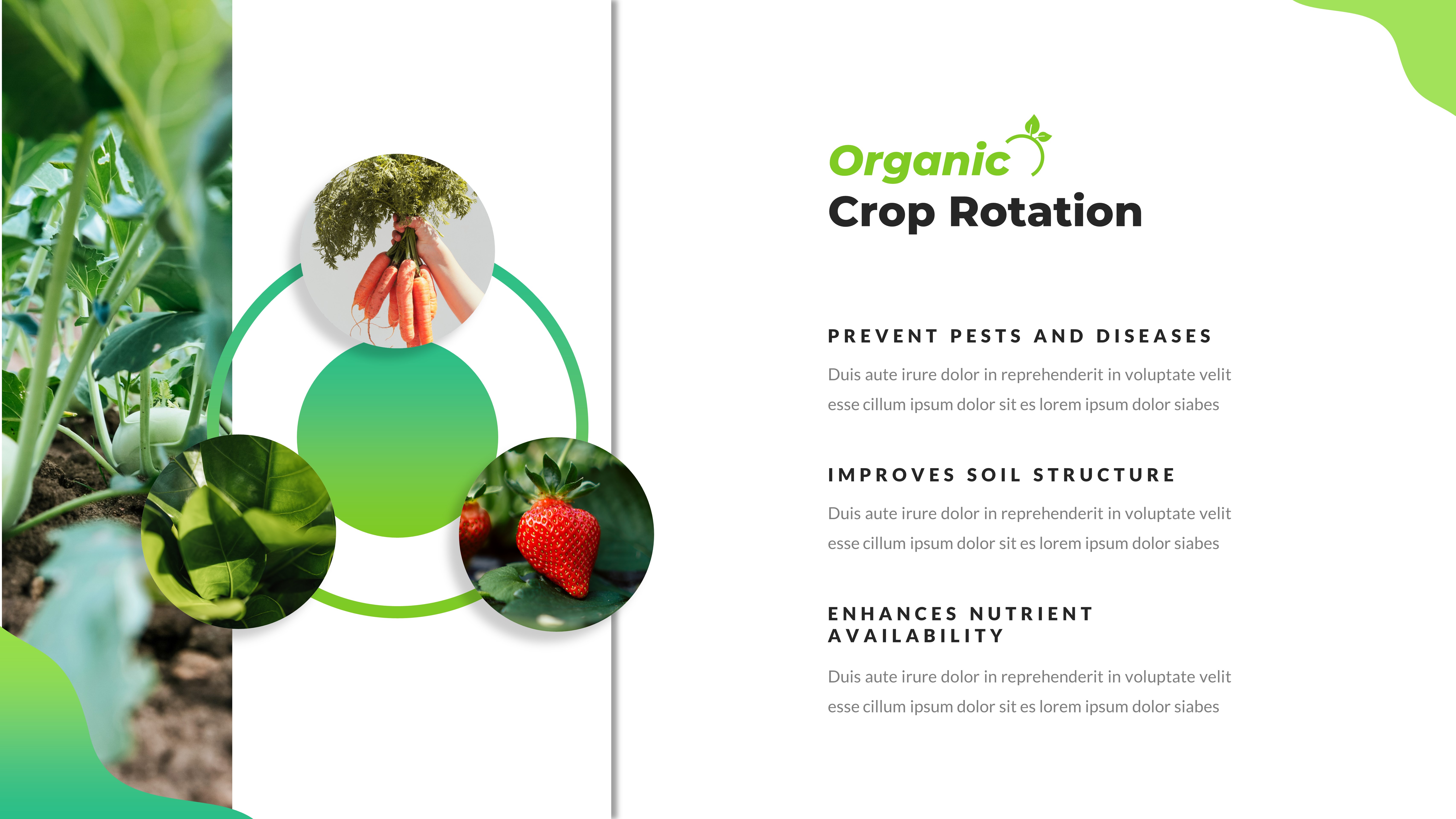 Organic Farm Agriculture Keynote Template, Presentation Templates ...