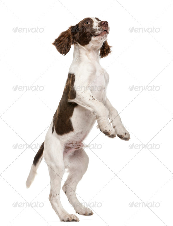 English Springer Spaniel standing on hind legs against white background ...
