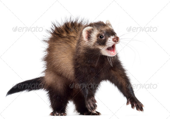 Ferret, 7 months old, scared, surprised, frightened against white ...