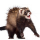 Ferret, 7 months old, scared, surprised, frightened against white ...