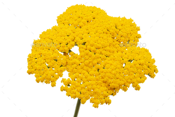 Yellow flowers of yarrow, lat. Achillea millefolium, isolated on white ...