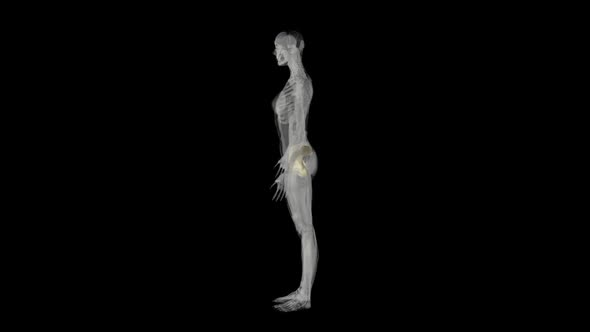 Pelvis Bone Rontgen X-ray, Motion Graphics | VideoHive