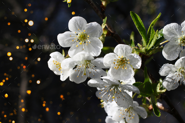 Low Key Flower Photography | Best Flower Site