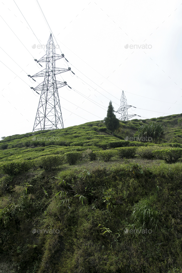 Electrical transmission towers behind the green tea garden Stock Photo ...