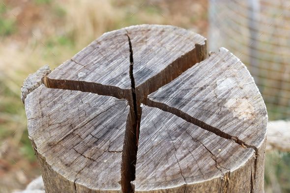 cross section of wooden post Stock Photo by wirestock | PhotoDune