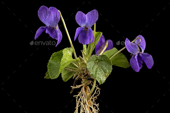 Flowers of the violet with root, lat. Viola odorata, isolated on black ...