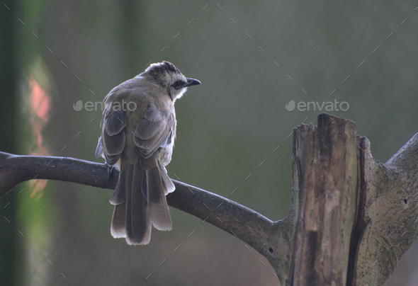 The yellow vented bulbul, Pycnonotus goiavier, or eastern yellow vented ...