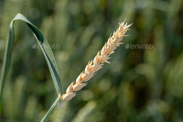Signs of root rot disease on wheat Stock Photo by seyfutdinovaolga