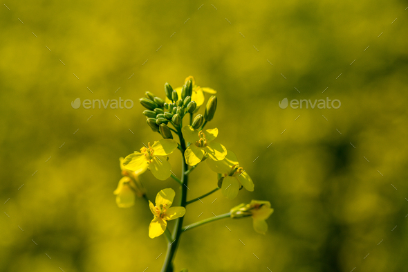 Rape plant and flowers in close-up. Cultivation of rapeseed. Stock ...