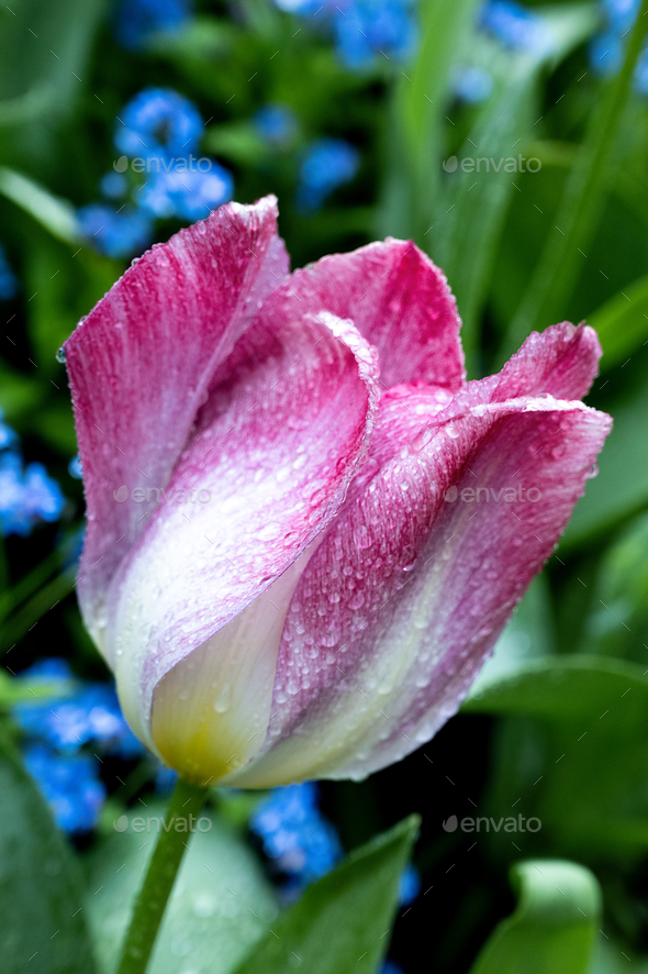 Beautiful Tulip at Butchart Gardens in Victoria, Canada Stock Photo by ...