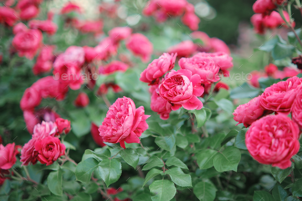 Bushes of blooming bright pink roses in the garden. Stock Photo by TaniaJoy