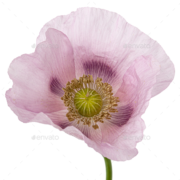 Flower of rose poppy, lat. Papaver, isolated on white background Stock ...