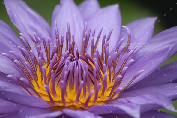 Purple lotus flowers are blooming. Stock Photo by puripatt | PhotoDune